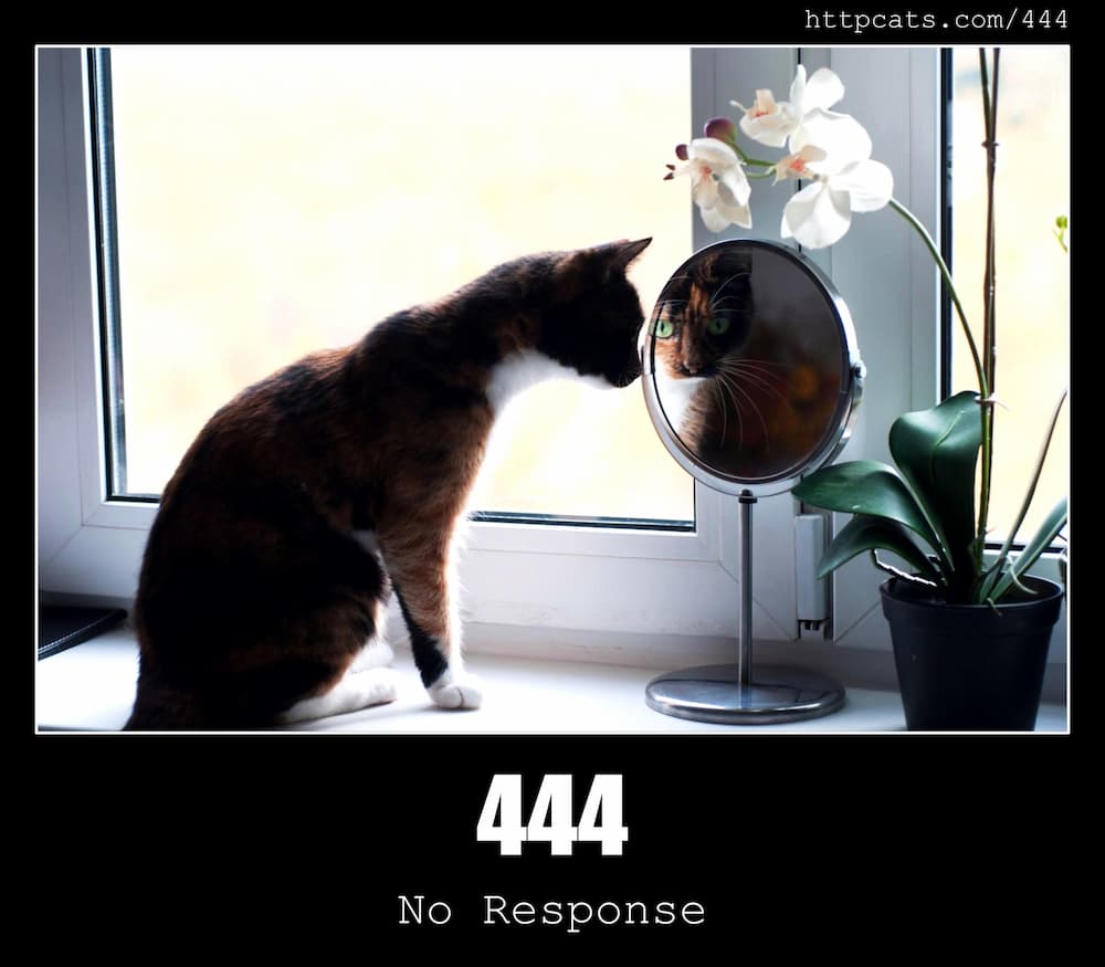 444 No Response HTTP Status Code And Cats 444 No Response HTTP Status Code And Cats